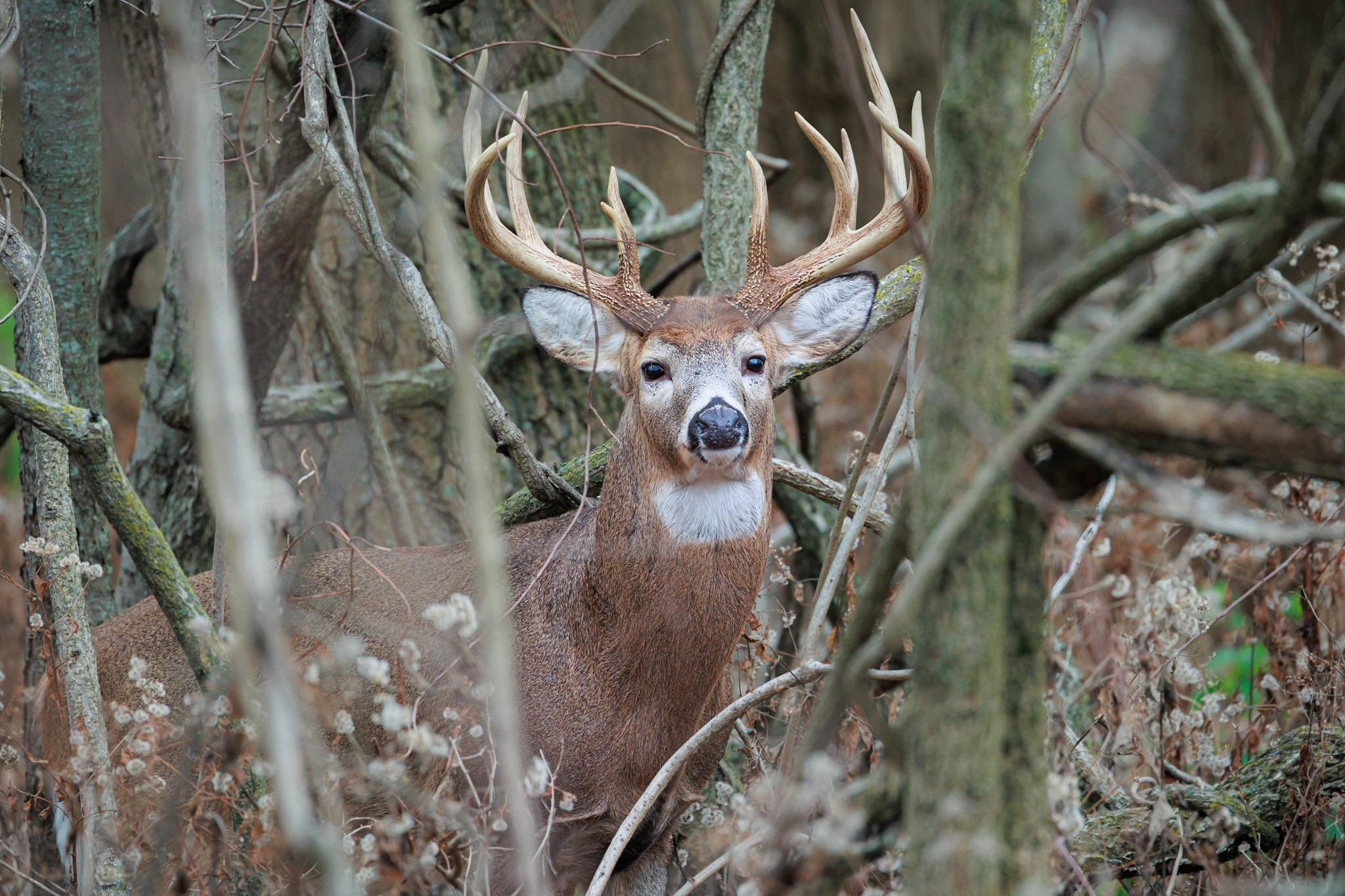 Deer Feed / Deer Blinds / Trail Camera's Ohio's First Source – Ohio's Premier Deer Feed Manufacturer